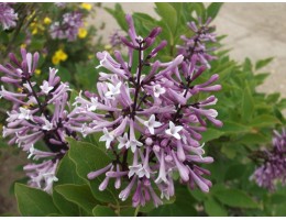 Syringa Patula Miss Kim (Sering)