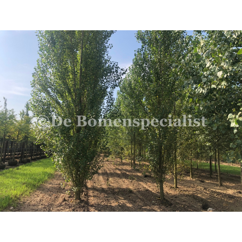 Populus Nigra (Populier)
