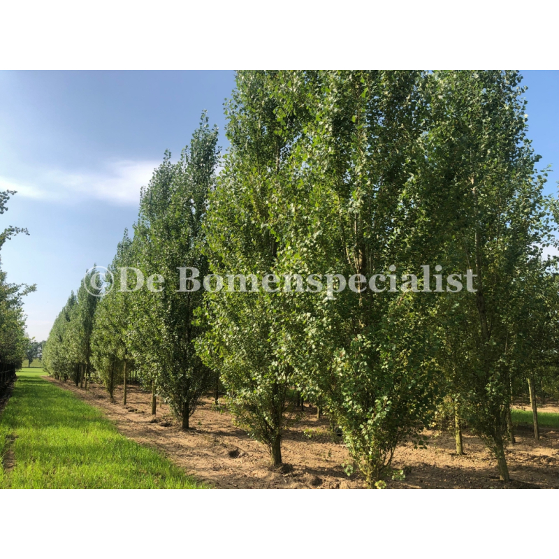 Populus Nigra (Populier)