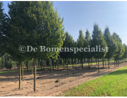 Betula Pendula Zwitsers Glorie (Ruwe Berk) GROTE BOOM